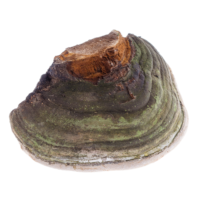 Chaga Mushroom Powder | Apothecary Foods