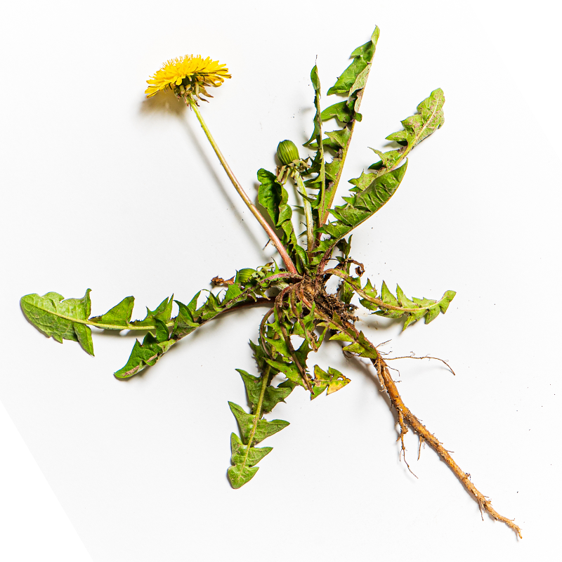 Dandelion Root Powder | Apothecary Foods