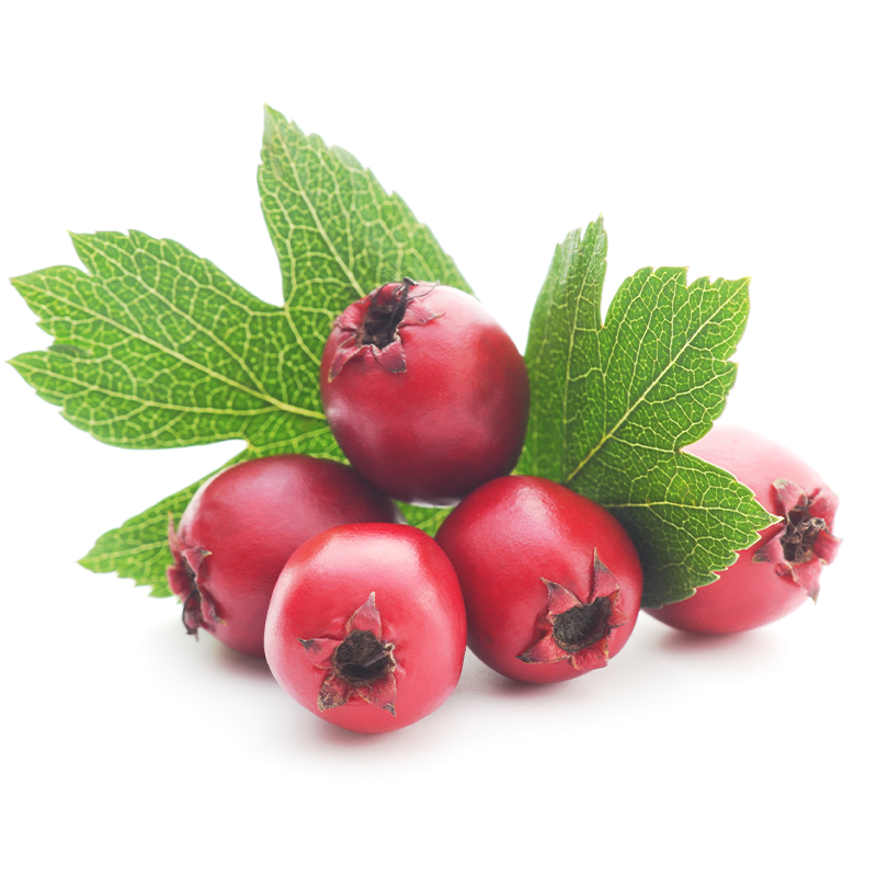 Hawthorn Berry Powder | Apothecary Foods