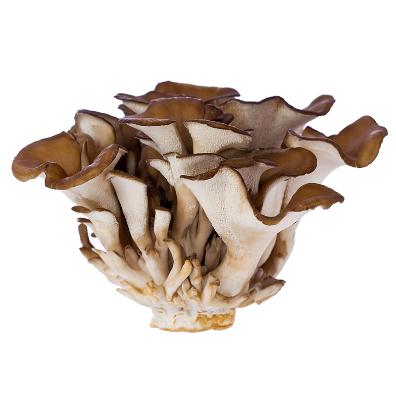 Maitake Mushroom Powder | Apothecary Foods