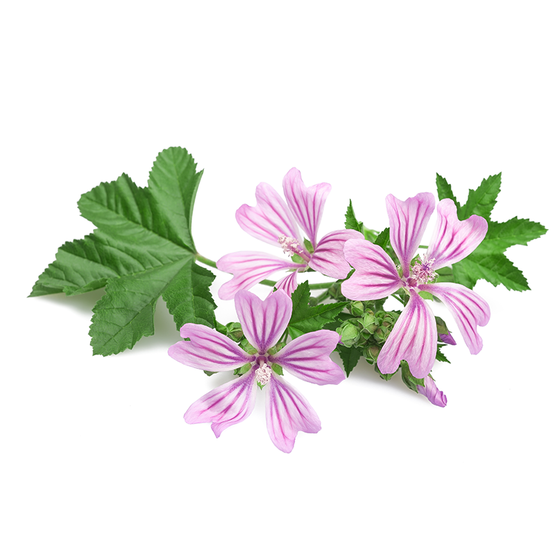 Malva (High Mallow) | Apothecary Foods
